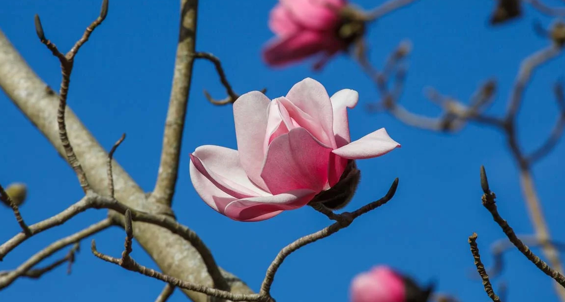 Yes, Reader: It's Officially Magnificent Magnolia Szn in San Francisco