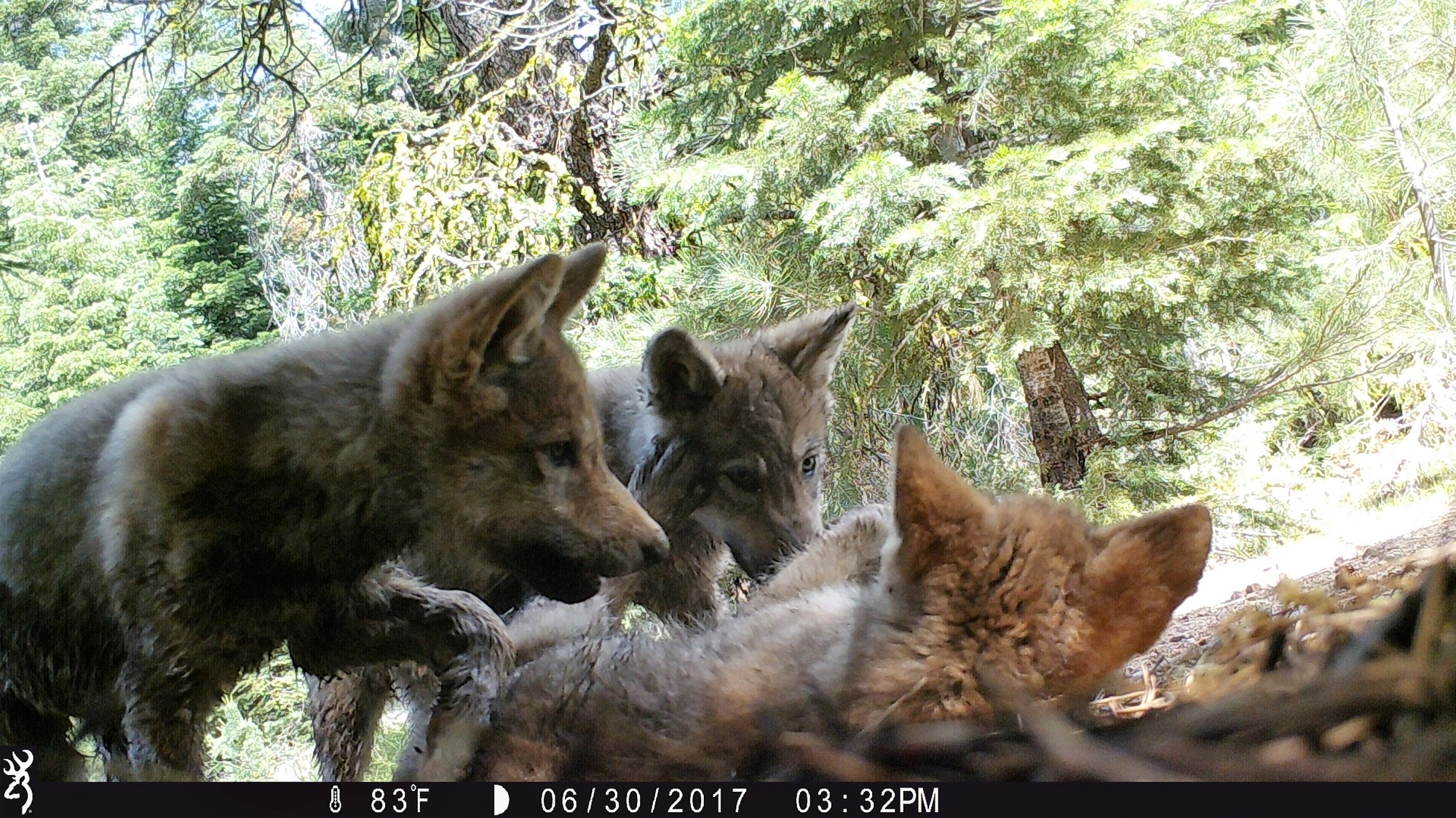 California Might be Home to Six Wolf Packs — a First in 100 Years