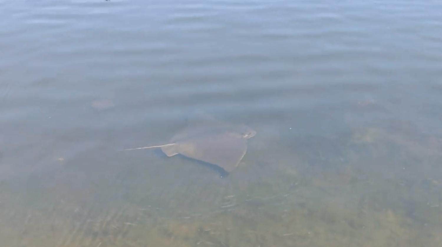 Your Reminder That Oakland's Lake Merritt Is Home to Bat Rays