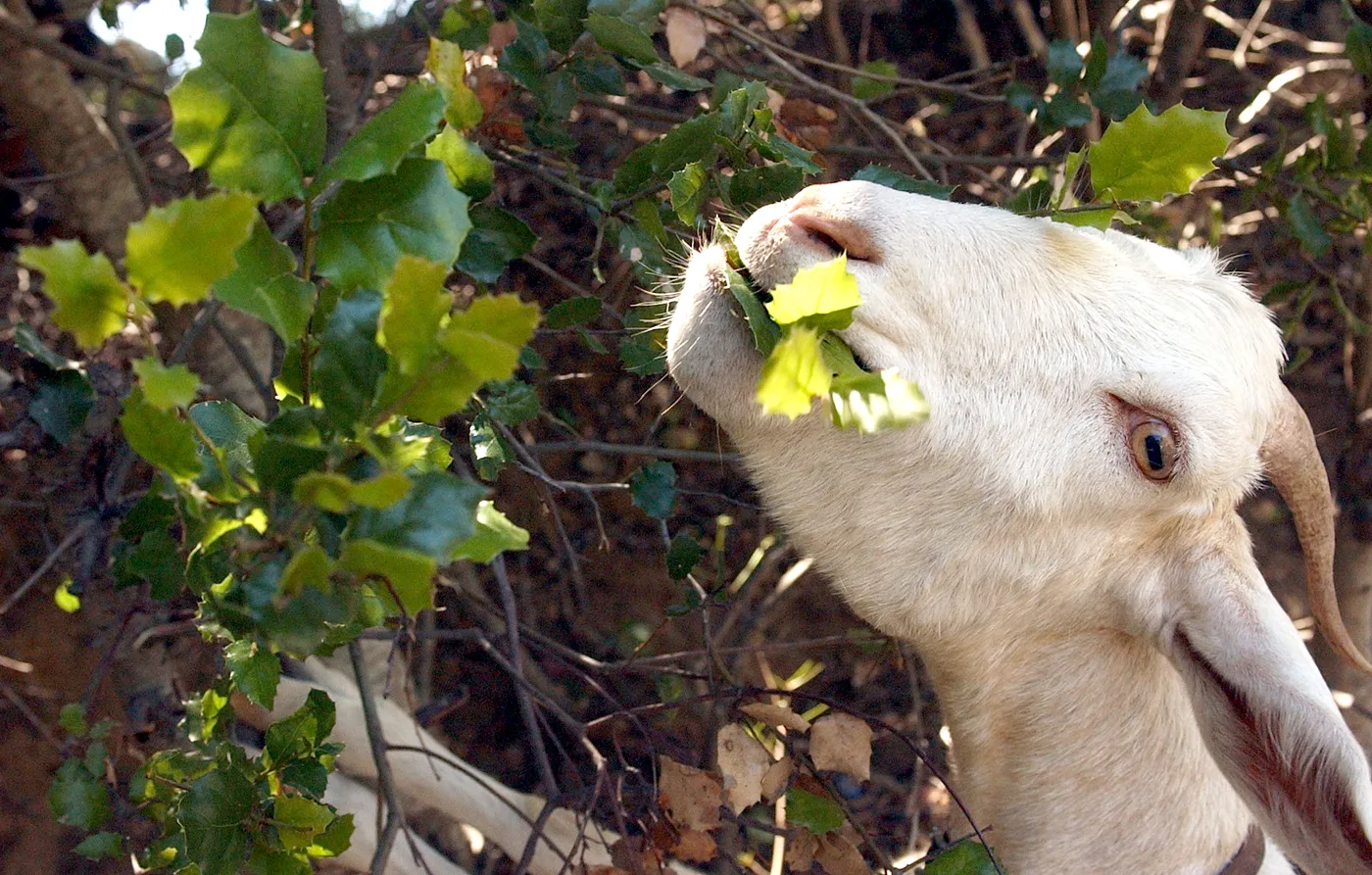 Meet the San Francisco Goats Preventing Bushfires