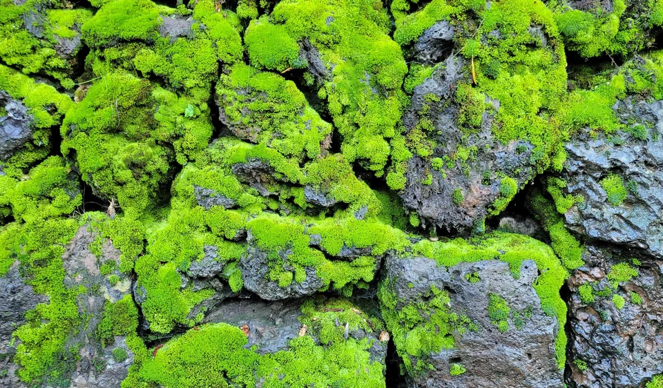 It’s Now Definitely Moss Season in the SF Bay Area