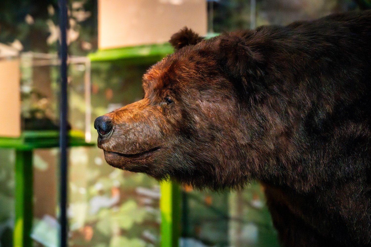 You Can See California’s Last Brown Bear, IRL (in San Francisco)