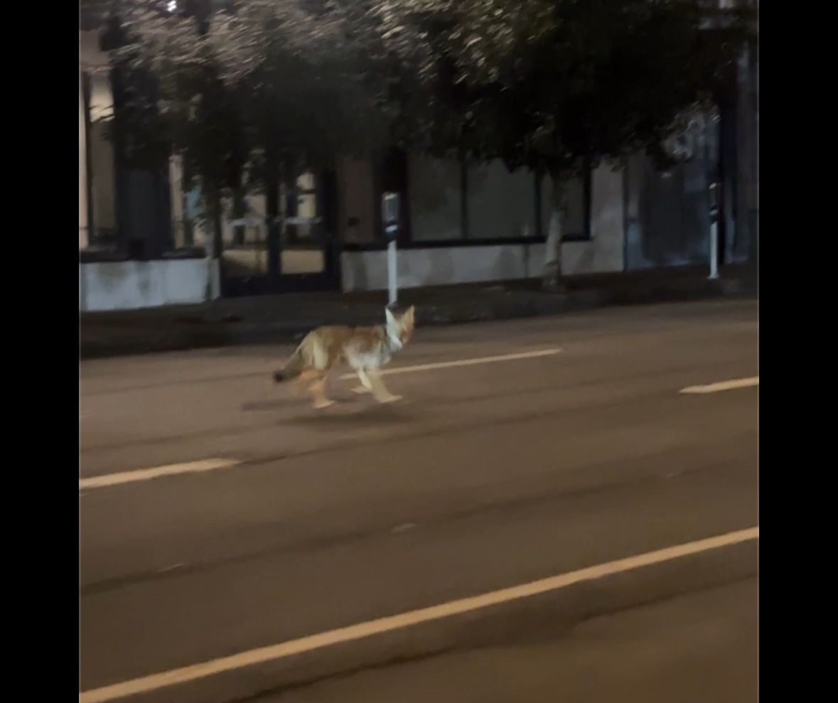 Coyote Filmed Playing Frogger in Downtown San Francisco