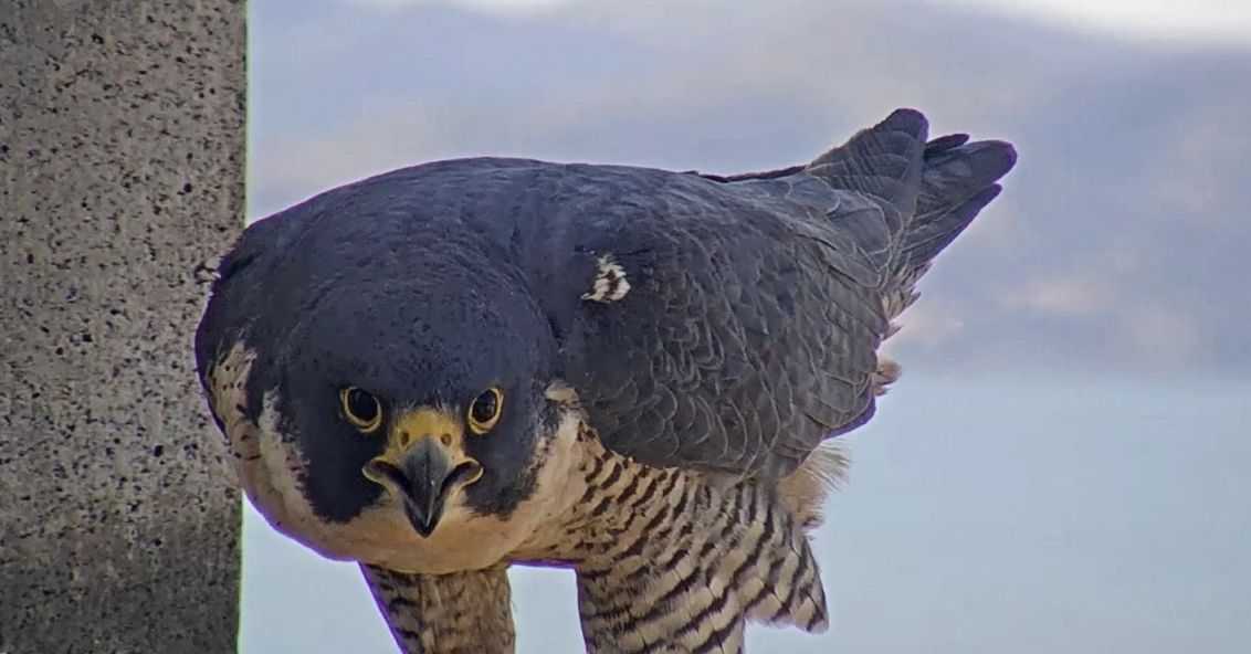 These Stories Eulogizing Pair of Famous SF Bay Area Falcons Are ...