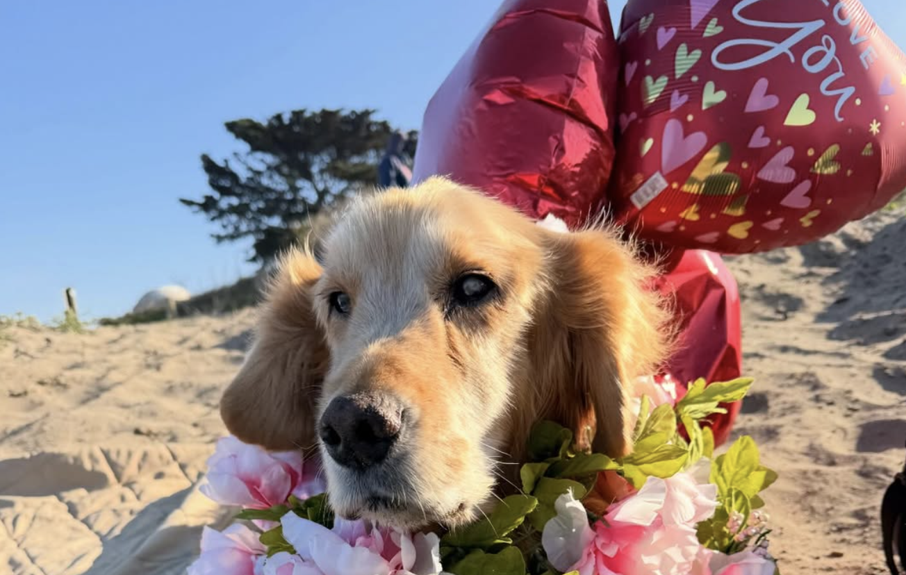 Beloved SF Therapy Dog Peacefully Dies Next to Ocean, Golden Gate Bridge in Background