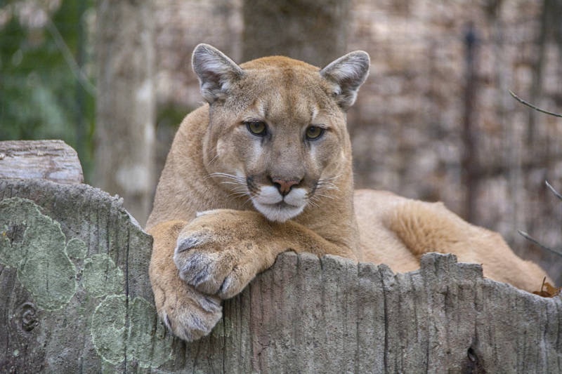 Rare Mountain Lion Sighted in San Francisco Near Popular Park ...